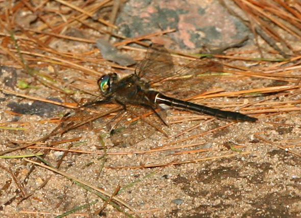 American Emerald