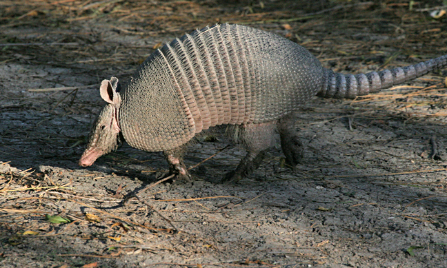 Nine-banded Armadillo