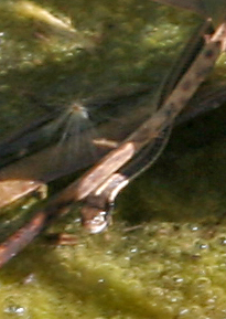 Black-necked Gartersnake