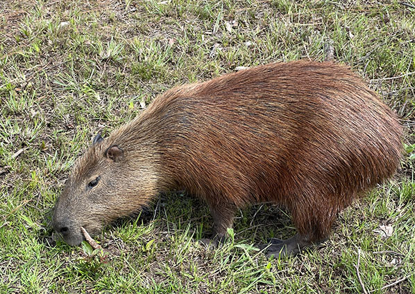 Capybara