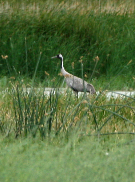 Common Crane