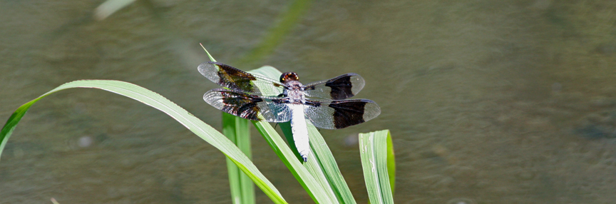 Dragonflies