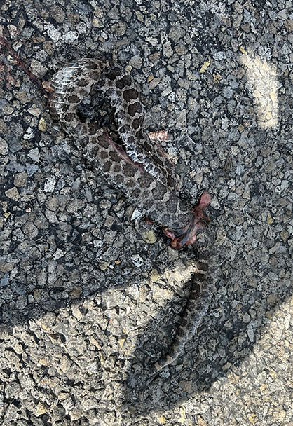 Eastern Hog-nosed Snaek