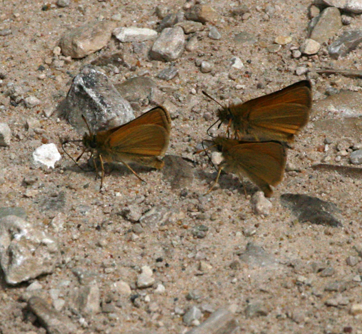 European Skipper