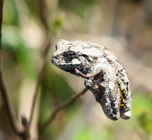 Gray Tree Frog