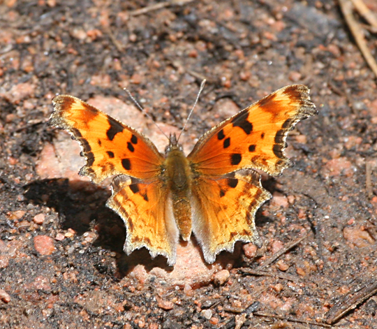 Hoary Comma