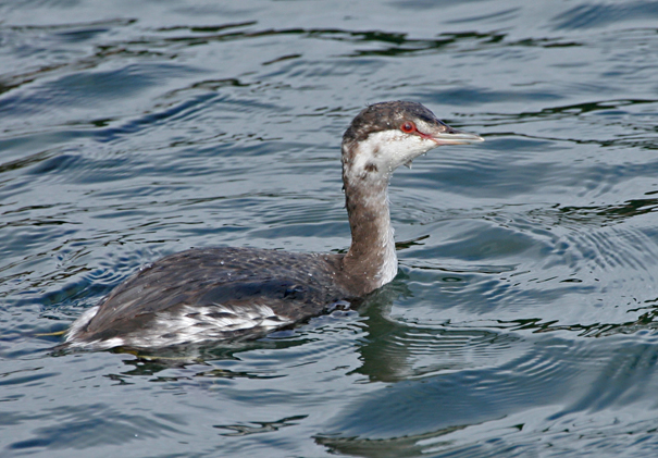 Horned Grebe