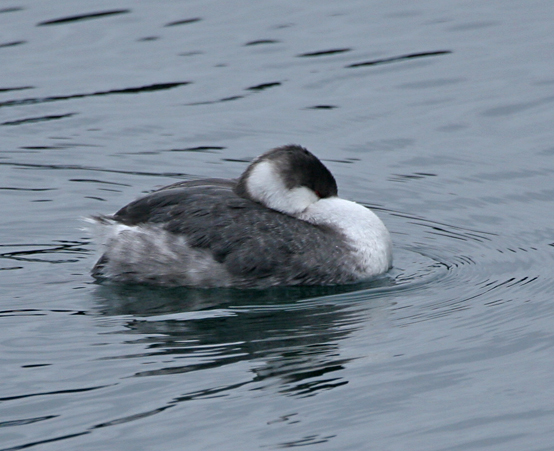 Horned Grebe