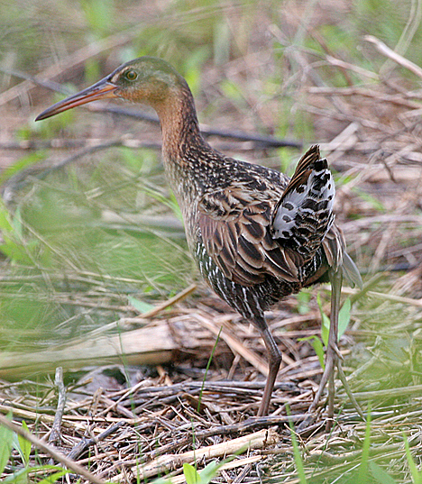 King Rail