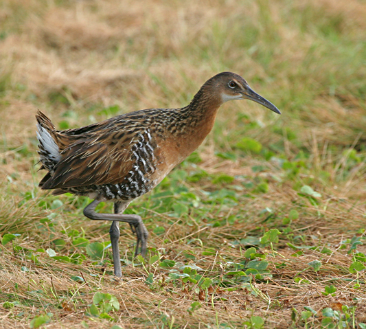 King Rail