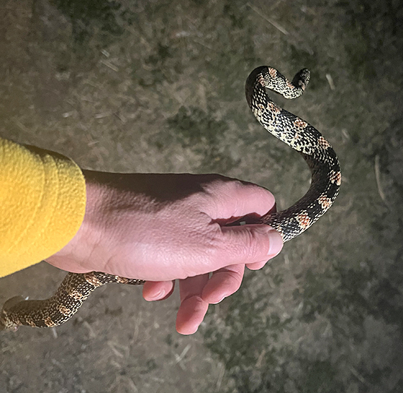 Another view , north of Willcox, CochiseCounty, Arizona, 12 May 2023.