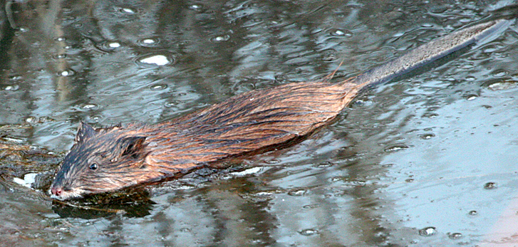 Muskrat