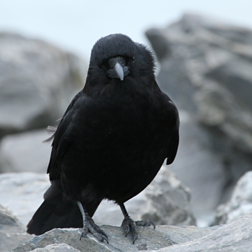 Northwestern Crow