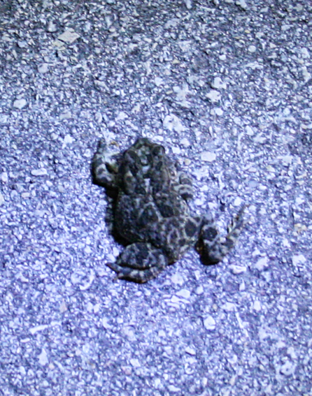 Oak Toad