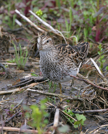 Pectoral Sandpiper