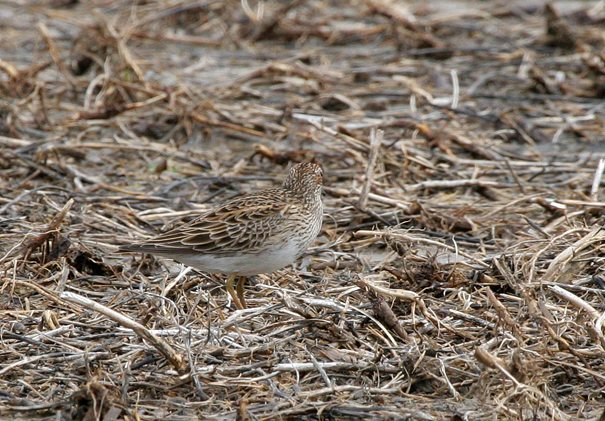 Pectoral Sandpiper