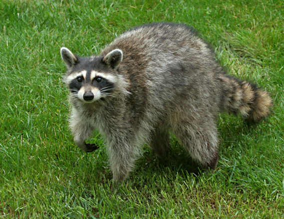 Raccoon