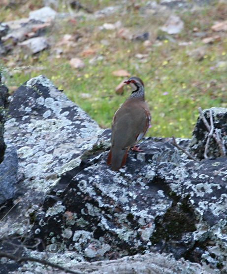 Anotherview , Monfrage National Park, Spain, 5 March2019.