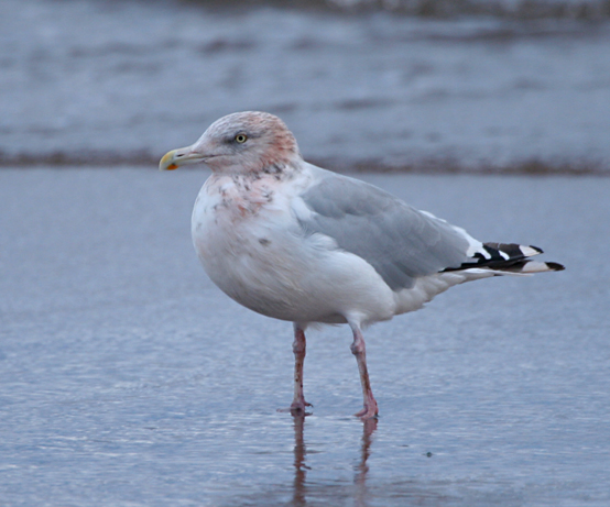 Unusual Herring Gulls