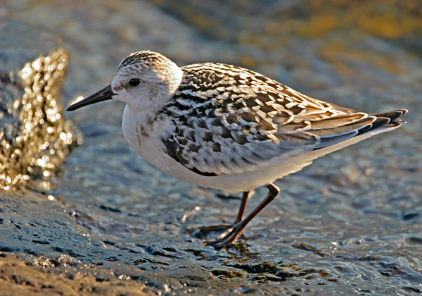 Sanderling