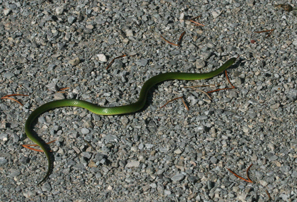 Smooth Green Snake