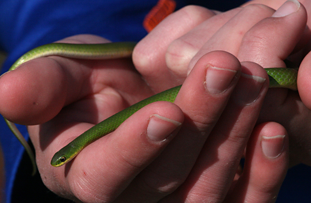 Smooth Green Snake