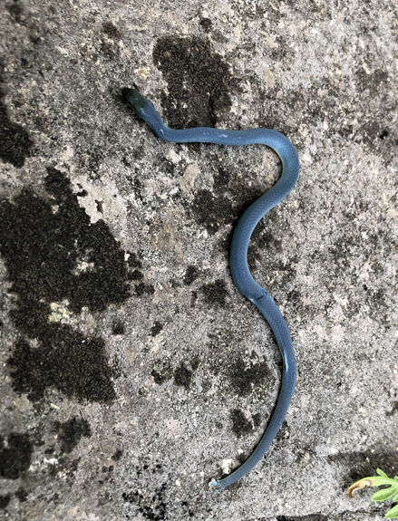 Smooth Green Snake
