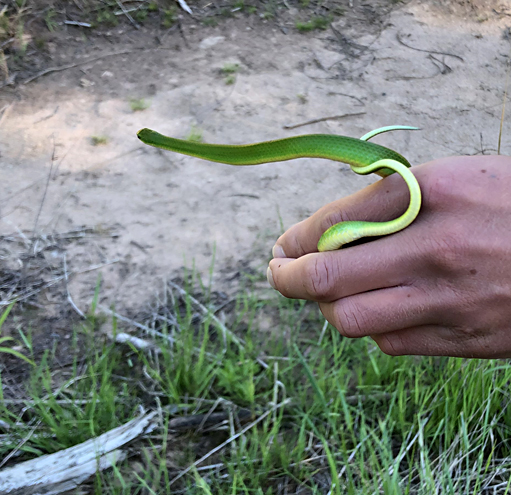 Smooth Green Snake