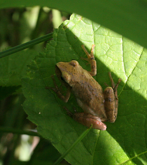 Spring Peeper