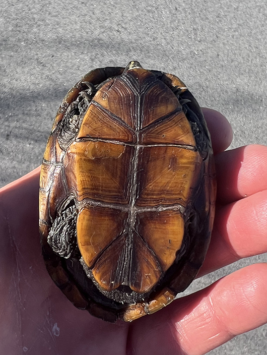 Another view , Everglades National Park,Florida, 12 August 2023; here ...