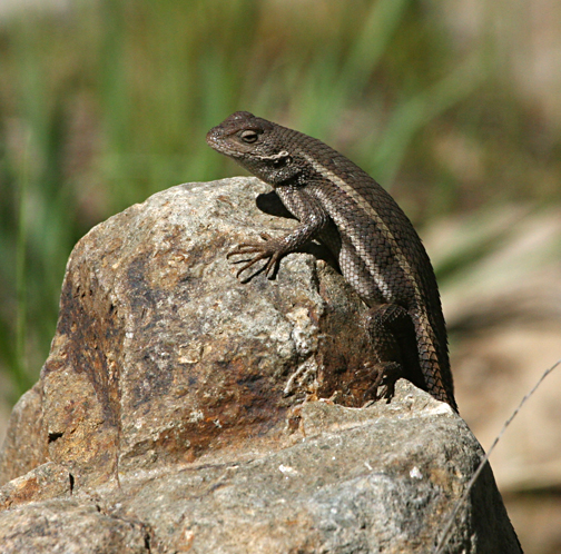 Striped Plateau Lizard