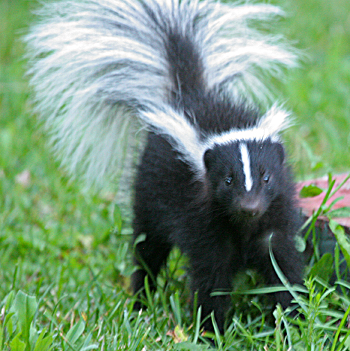 Striped Skunk