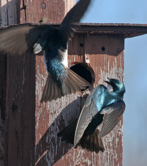 Tree Swallow