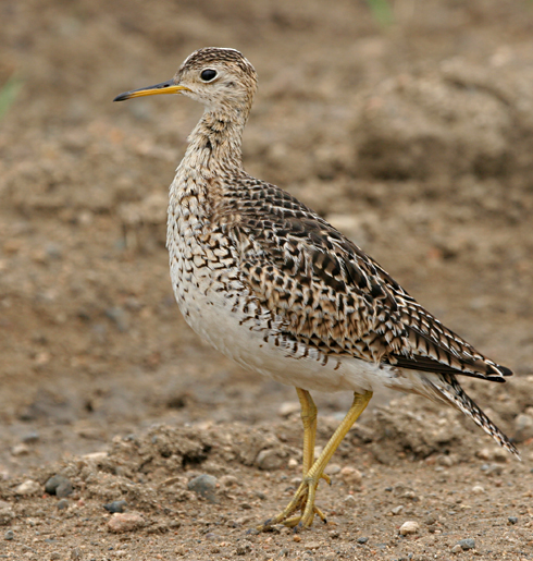Upland Sandpiper