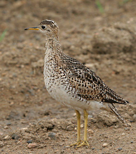 Upland Sandpiper