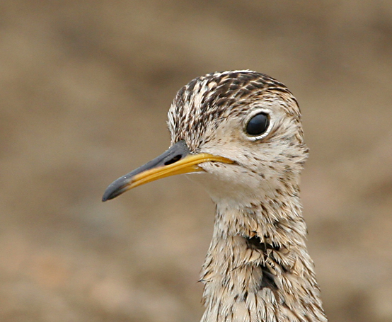 Upland Sandpiper
