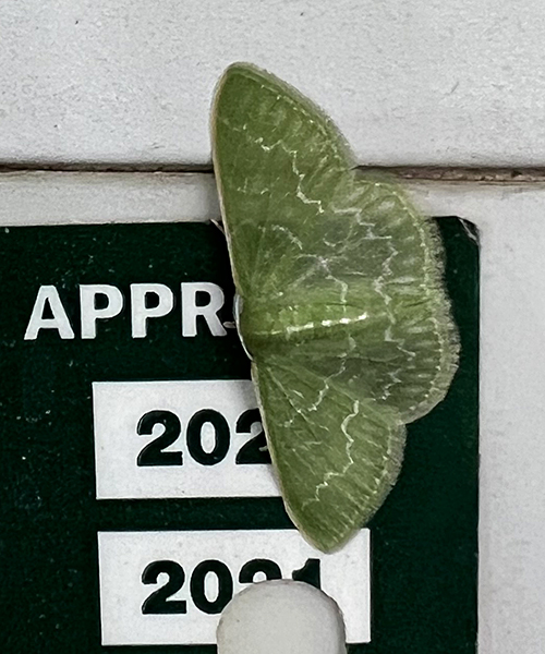 Wavy-lined Emerald