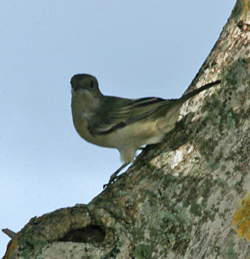 Western Spindalis