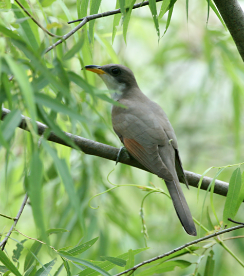 Yellow-billed Cuckoo